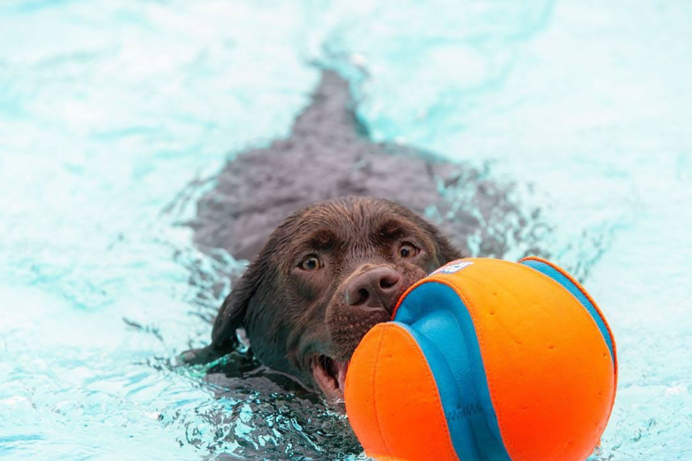 Waikanae Pool - Kāpiti Aquatics